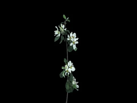 Time-lapse of blooming apple tree branch... | Stock Video | Pond5