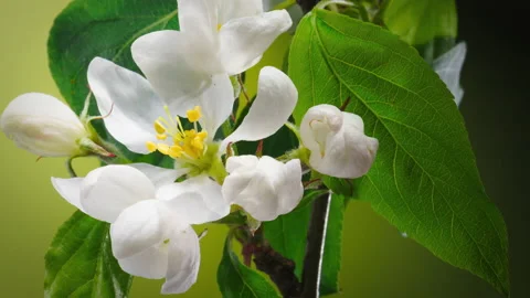 Time Lapse of Blossoming Apple Tree Bran... | Stock Video | Pond5