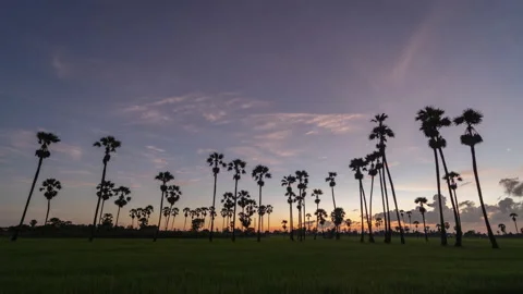 Time lapse of Dong Tan trees in green ri... | Stock Video | Pond5