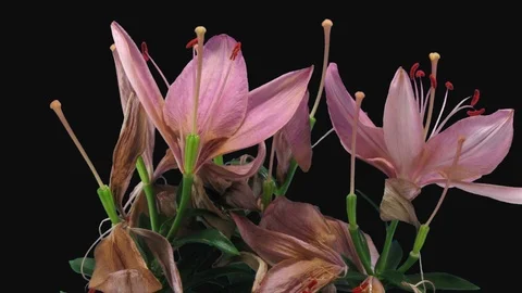 Dying Plant Timelapse Stock Video Footage | Royalty Free Dying Plant ...