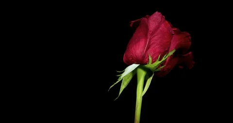 Time-lapse of dying red rose isolated on... | Stock Video | Pond5