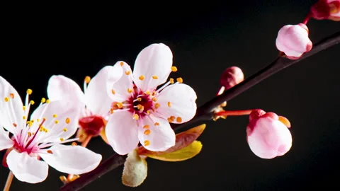 Cherry Time Stock Footage ~ Royalty Free Stock Videos | Pond5