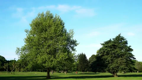 Time-lapse of green trees in park, clear... | Stock Video | Pond5