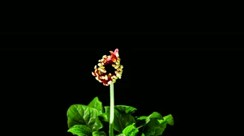 Flower Growing Stock Video Footage | Royalty Free Flower Growing Videos ...