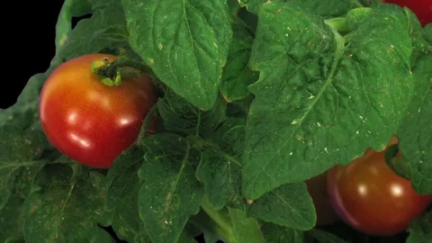 Tomato Timelapse Stock Video Footage | Royalty Free Tomato Timelapse ...
