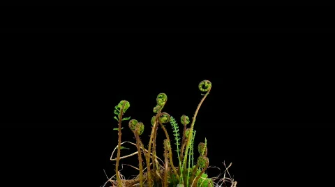 Time-lapse of growing baby fern plants w... | Stock Video | Pond5