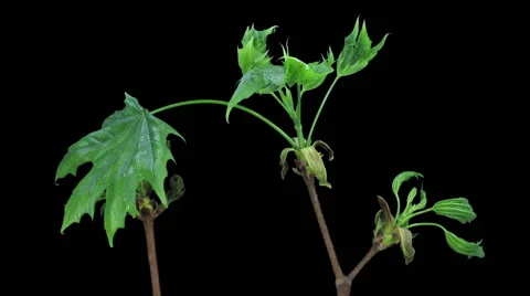 Time Lapse Tree Growing Stock Video Footage | Royalty Free Time Lapse ...