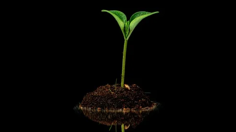 Time Lapse Plant Growth Stock Footage ~ Royalty Free Stock Videos | Pond5