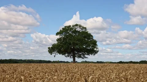 Oak Tree Lapse Time Stock Footage ~ Royalty Free Stock Videos | Pond5