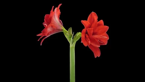 Time-lapse of opening Hot Peacock amaryl... | Stock Video | Pond5