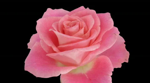 Rose Stock Video Footage | Royalty Free Rose Videos | Pond5