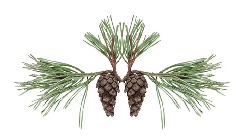 Time-lapse of opening pine cone, UHD 4K ... | Stock Video | Pond5