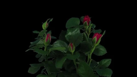 Time-lapse of opening red roses bouquet ... | Stock Video | Pond5