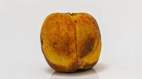 Timelapse Decomposition Stock Footage ~ Royalty Free Stock Videos | Pond5