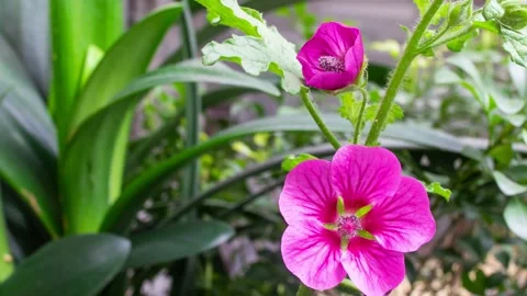 South African Photography Stock Videos – Royalty-Free HD & 4K Videos ...