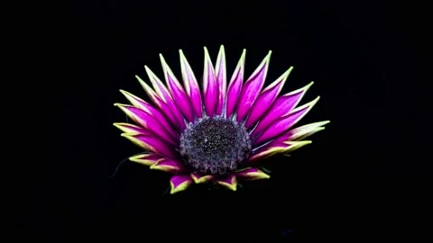 South African Photography Stock Videos – Royalty-Free HD & 4K Videos ...