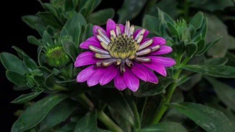 South African Photography Stock Videos – Royalty-Free HD & 4K Videos ...