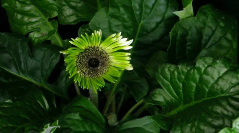 Time-lapse of pink zinnia flower growing... | Stock Video | Pond5