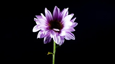 Time Lapse Flower Wilting Stock Video Footage | Royalty Free Time Lapse ...