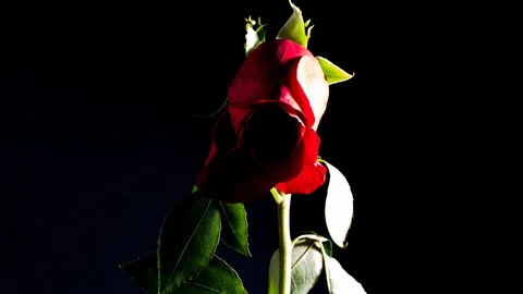 Dying Rose Stock Video Footage | Royalty Free Dying Rose Videos | Pond5