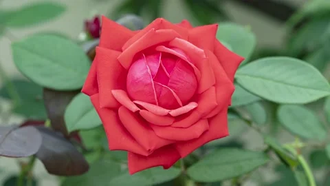 Rose Lapse From Time Stock Footage ~ Royalty Free Stock Videos | Pond5