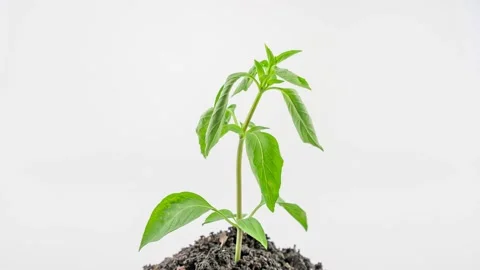 Growing Tree Animation Time Lapse Stock Videos – Royalty-Free HD & 4K ...