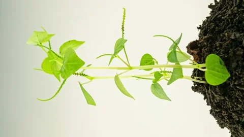 Growing Tree Animation Time Lapse Stock Videos – Royalty-Free HD & 4K ...