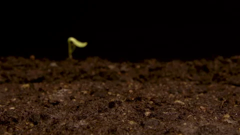 TIME LAPSE - Sunflowers sprouting in soi... | Stock Video | Pond5