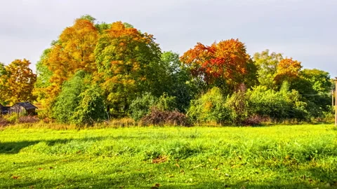 Tree Time Lapse Seasons Stock Videos – Royalty-Free HD & 4K Videos
