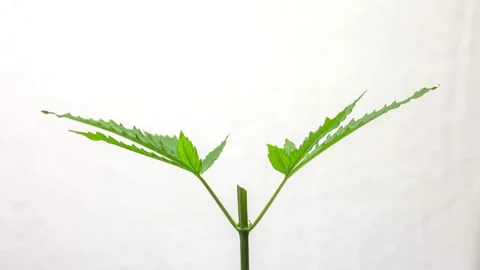 Embedy Video Stock Videos – Royalty-Free HD & 4K Videos | Page 2