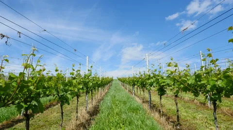 Growing Vines Timelapse Stock Videos – Royalty-Free HD & 4K Videos