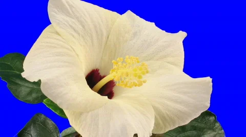 Time-lapse of white hibiscus flower open... | Stock Video | Pond5