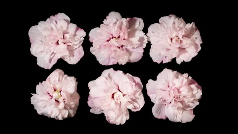 Time-lapse white pink flowers withering ... | Stock Video | Pond5