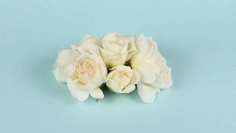 Time lapse white rose isolated on pastel... | Stock Video | Pond5