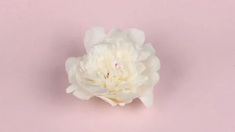 Time lapse white rose isolated on pastel... | Stock Video | Pond5