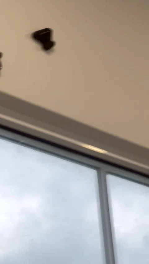 Somewher In Time Stock Videos – Royalty-Free HD & 4K Videos