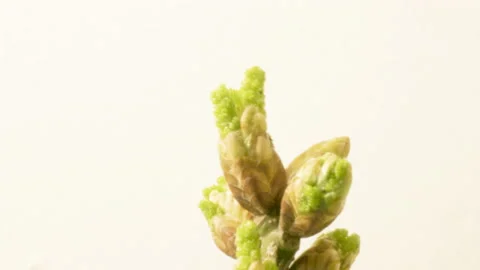 Timelapse of a deciduous tree growing le... | Stock Video | Pond5