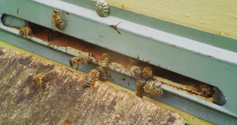 timelapse, fast motion.beekeeping.close-... | Stock Video | Pond5