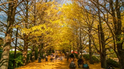 Timelapse of Ginkgo Alley Fall Foliage i... | Stock Video | Pond5