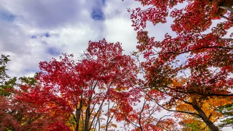 Timelapse of Japanese Maples Fall Foliag... | Stock Video | Pond5
