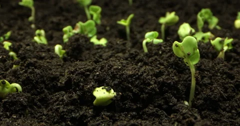 Timelapse Journey of Dynamic Plant Growt... | Stock Video | Pond5