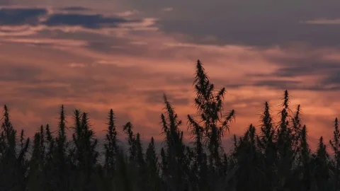 Timelapse of marijuana field in the amaz... | Stock Video | Pond5