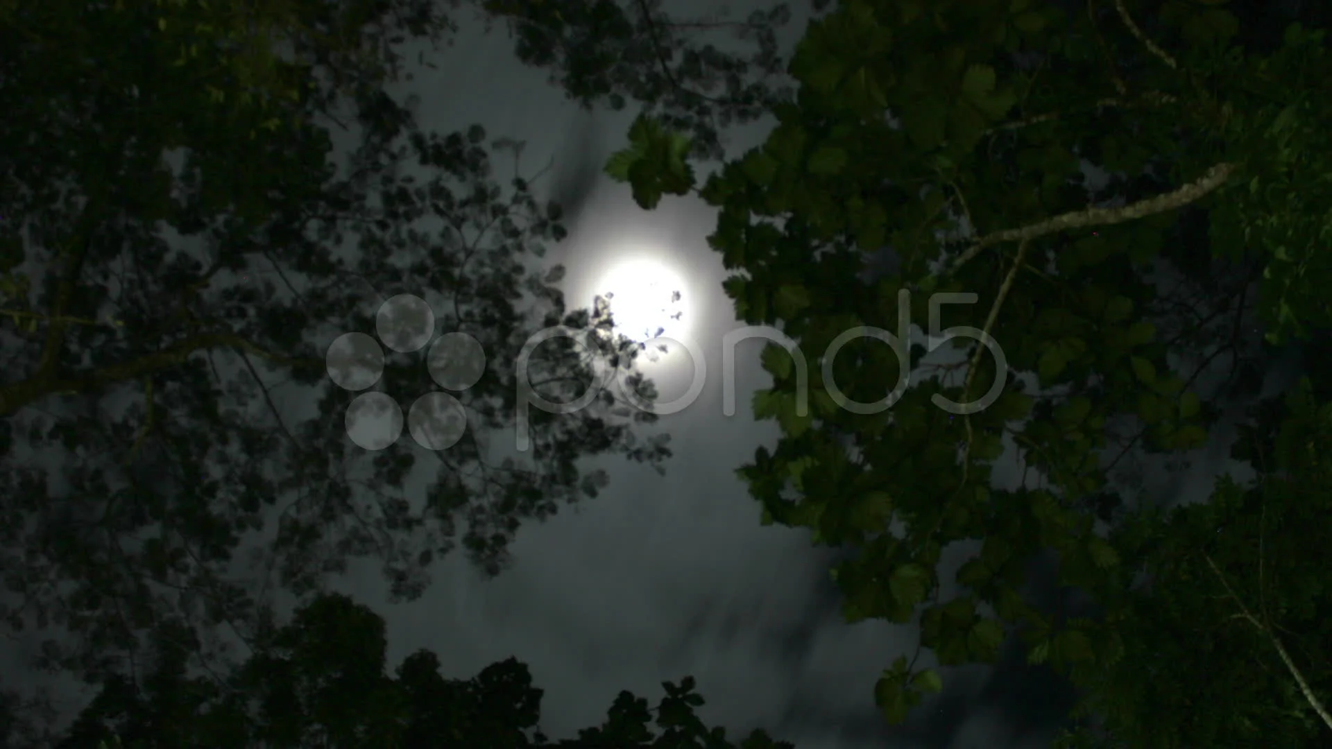 Moon Through Trees Timelapse Of Moon Moving Between Trees