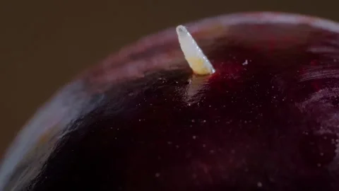 Timelapse: moving maggot, larva of cherr... | Stock Video | Pond5