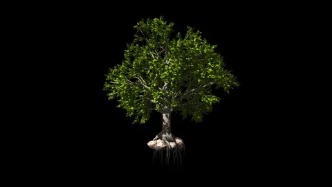 Tree Roots Growing Animation Stock Videos – Royalty-Free HD & 4K Videos ...
