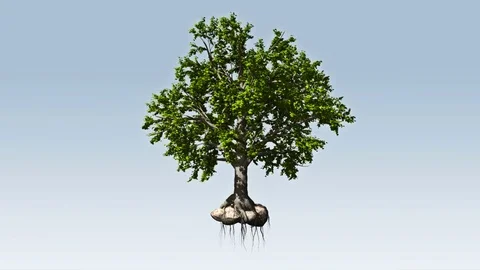 Tree Roots Growing Animation Stock Videos – Royalty-Free HD & 4K Videos ...