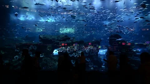 Timelapse of people watching fish at the... | Stock Video | Pond5