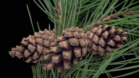 Timelapse of pine cones opening. Beautif... | Stock Video | Pond5