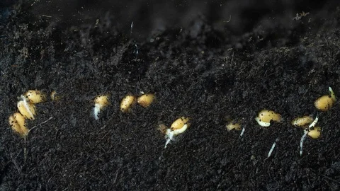 Timelapse shooting of wheat germination ... | Stock Video | Pond5