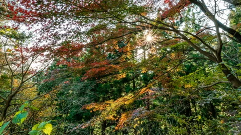 Timelapse of Sunlight thru Fall Foliage ... | Stock Video | Pond5